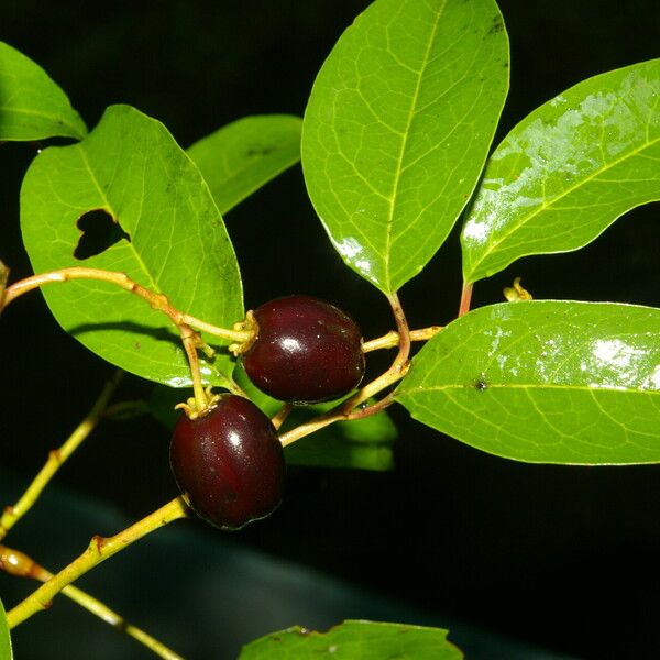 Prunus Rhamnoides Plant Care & How to Grow, Water