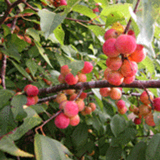 Creek Plum (Prunus Rivularis) Plant Care & How to Grow, Water