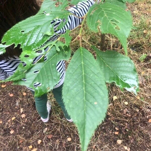 Himalayan Cherry (Prunus Rufa) Plant Care & How to Grow, Water