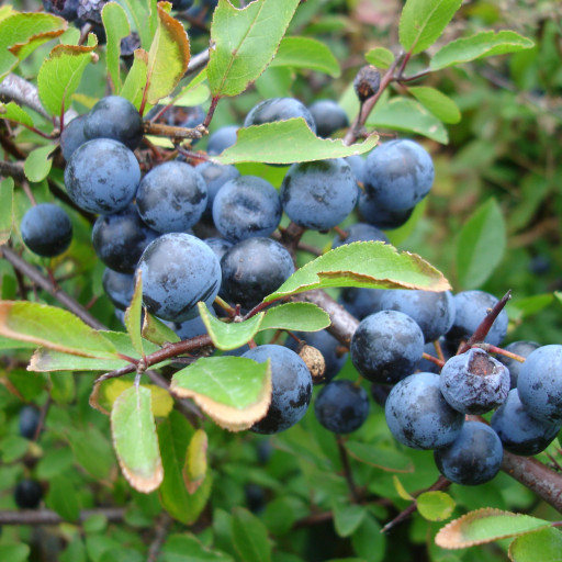 Blackthorn (Prunus Spinosa) Plant Care & How to Grow, Water
