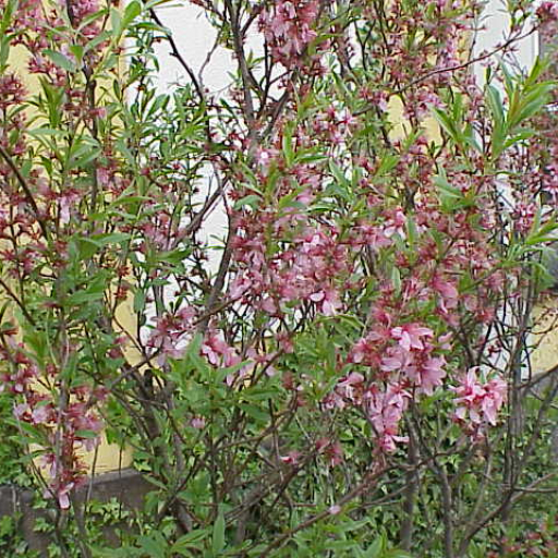 Dwarf Russian Almond (Prunus Tenella) Plant Care & How to Grow, Water