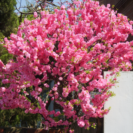 Flowering Almond (Prunus Triloba) Plant Care & How to Grow, Water