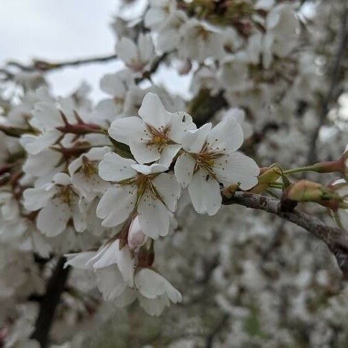 Yoshino Cherry (Prunus X Yedoensis) Plant Care & How to Grow, Water