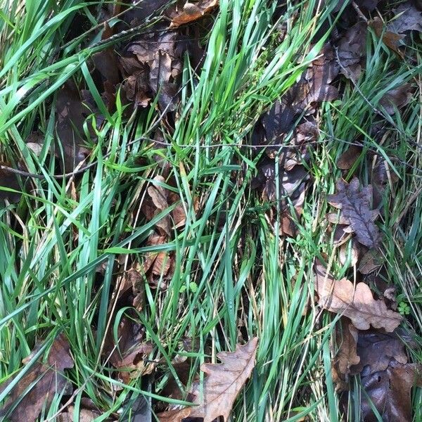 Pseudarrhenatherum Longifolium Care Guide: Water, Soil & Propagation ...