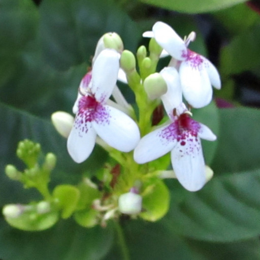 Purple False Eranthemum (Pseuderanthemum Carruthersii) Plant Care & How ...