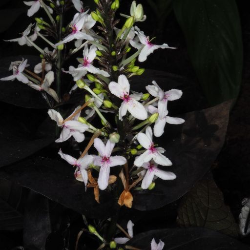 Yellow-Vein Eranthemum (Pseuderanthemum Maculatum) Plant Care & How to ...