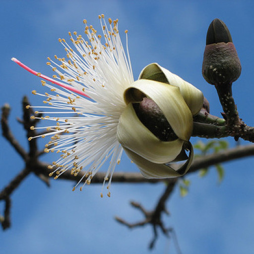 Shaving-Brush-Tree (Pseudobombax Ellipticum) Plant Care & How to Grow ...