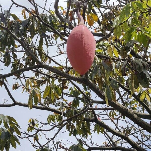 Munguba (Pseudobombax Munguba) Plant Care & How to Grow, Water