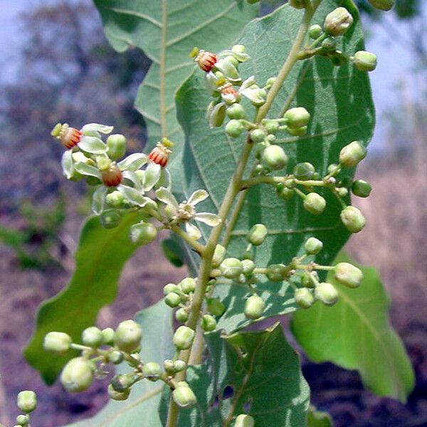 Segodere (Pseudocedrela Kotschyi) Plant Care & How to Grow, Water