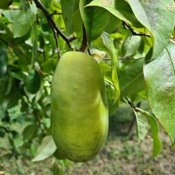 Chinese Quince (Pseudocydonia Sinensis) Plant Care & How to Grow, Water