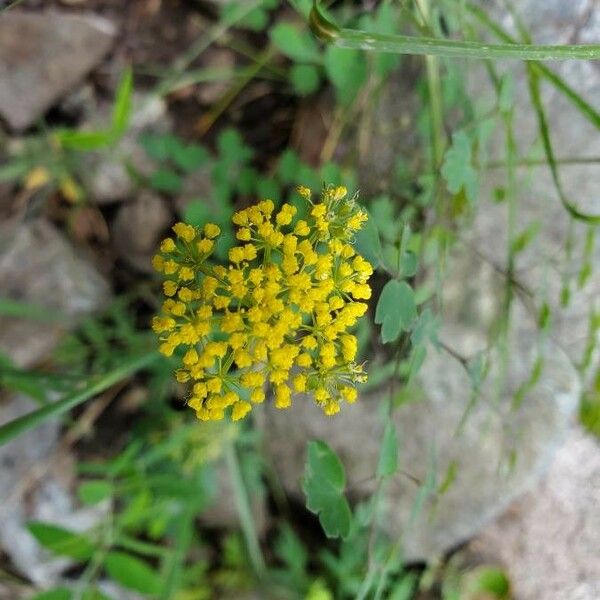 Alpine False Springparsley (Pseudocymopterus Montanus) Care Guide ...