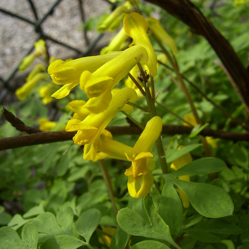 Yellow Fumitory (Pseudofumaria Lutea) Plant Care & How to Grow, Water