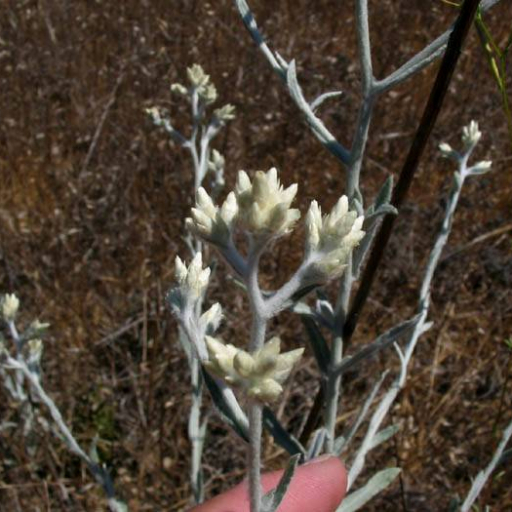 Wright's Cudweed (Pseudognaphalium Canescens) Plant Care & How to Grow ...