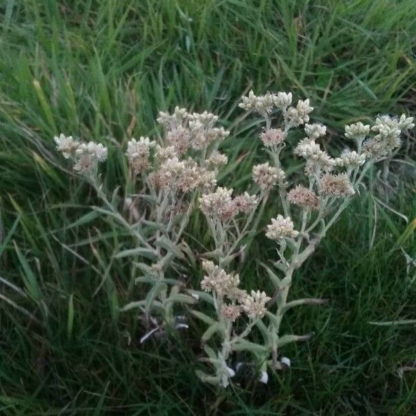 Cape Cudweed (Pseudognaphalium Undulatum) Plant Care & How to Grow, Water