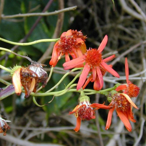 Mexican Flamevine (Pseudogynoxys Chenopodioides) Plant Care & How to ...