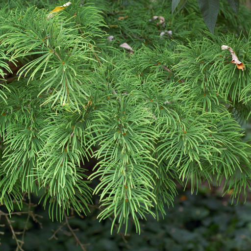 Chinese Golden Larch (Pseudolarix Amabilis) Plant Care & How to Grow, Water