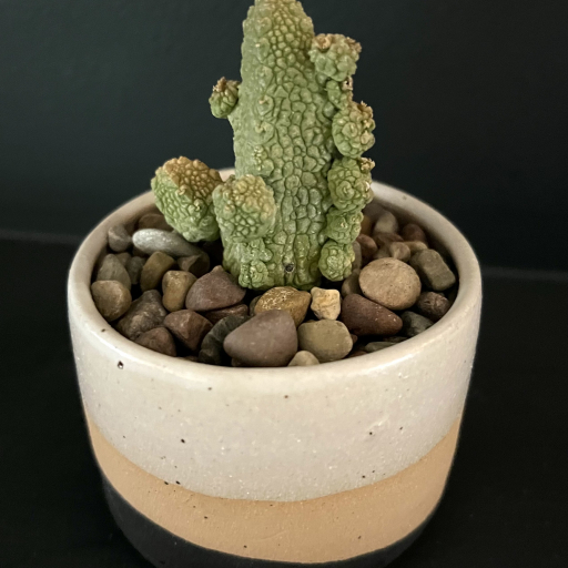 Pseudolithos Caput-viperae Care Guide: Water, Soil & Propagation ...