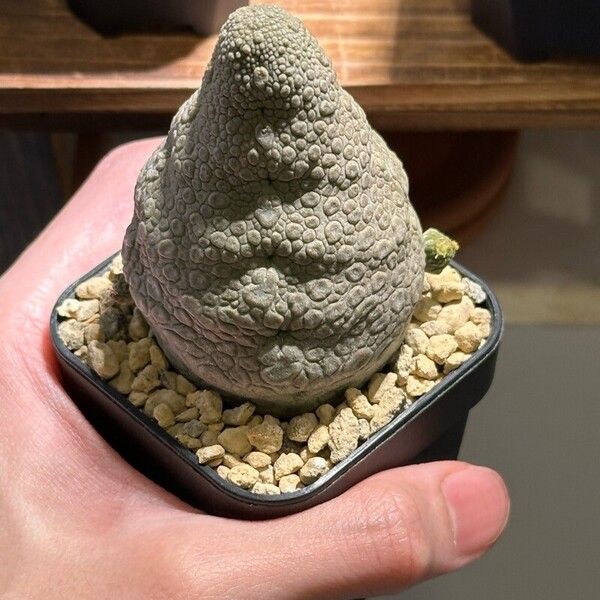 Pseudolithos Gigas Plant Care & How to Grow, Water