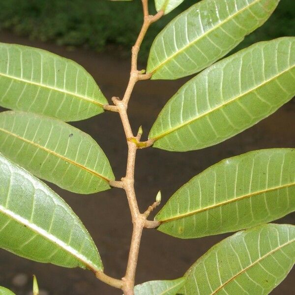 Bastard-Cherry (Pseudolmedia Spuria) Plant Care & How to Grow, Water