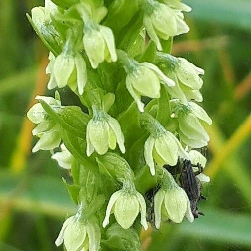 Small White Orchid (Pseudorchis Albida) Plant Care & How to Grow, Water