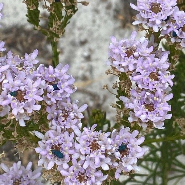 Pseudoselago Spuria Plant Care & How to Grow, Water