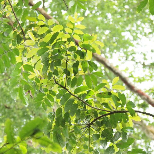 African Grape (Pseudospondias Microcarpa) Plant Care & How to Grow, Water