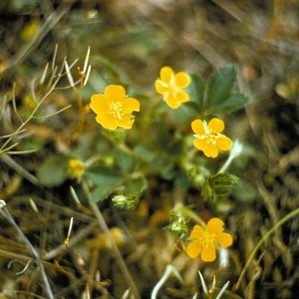 Pseudotaenidia Montana Plant Care & How to Grow, Water