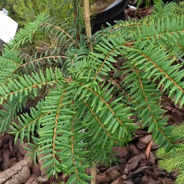 White-Berry Yew (Pseudotaxus Chienii) Care Guide: Water, Soil ...