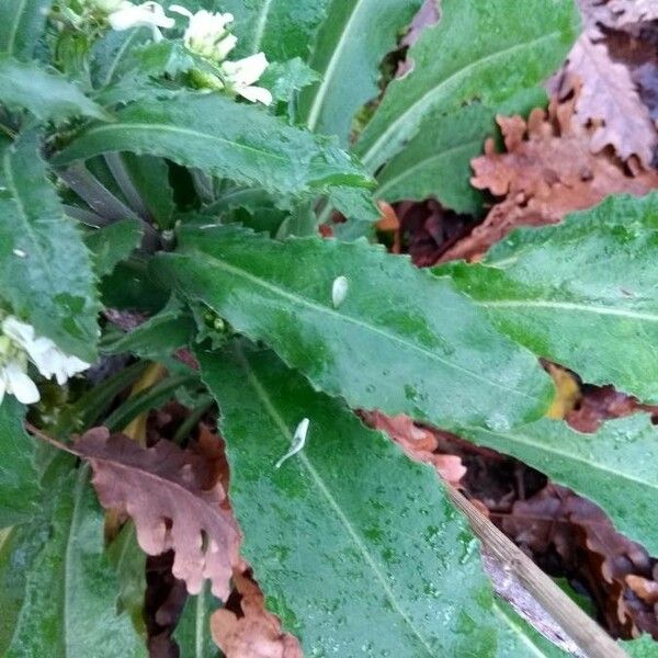 Tower Cress (Pseudoturritis Turrita) Plant Care & How to Grow, Water