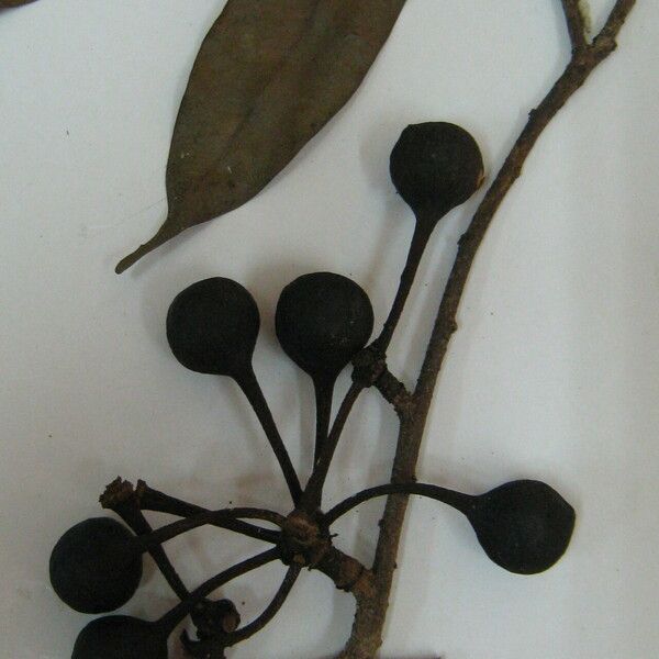 Pseudoxandra Cuspidata Plant Care & How to Grow, Water