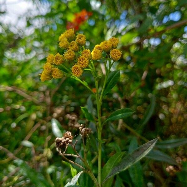 Psiadia Altissima Plant Care & How to Grow, Water