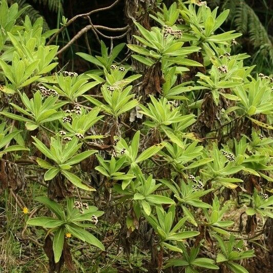 Psiadia Anchusifolia Plant Care & How to Grow, Water