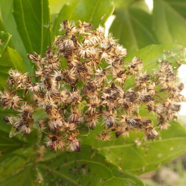 Psiadia Arguta Plant Care & How to Grow, Water