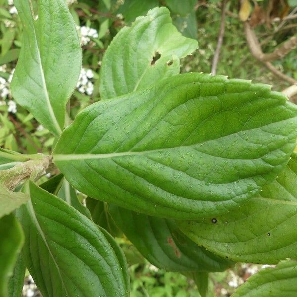 Psiadia Boivinii Plant Care & How to Grow, Water