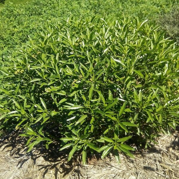 Madagascar Ragwort (Psiadia Dentata) Plant Care & How to Grow, Water