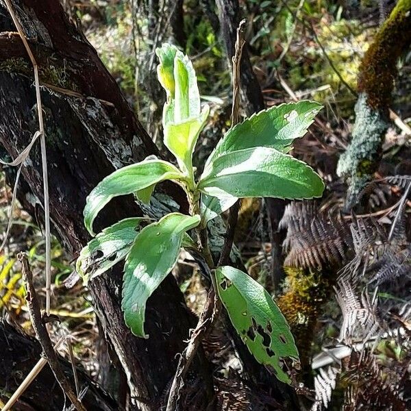 Psiadia Melastomatoides Plant Care & How to Grow, Water