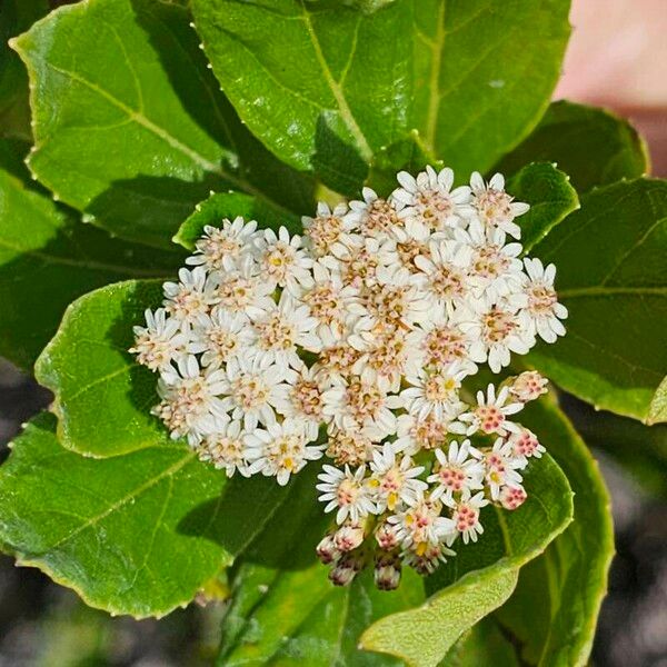 Psiadia Pascalii Plant Care & How to Grow, Water