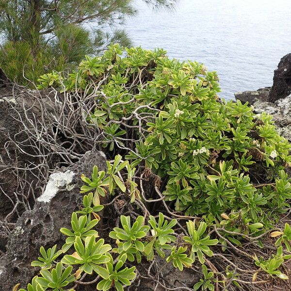 Psiadia Retusa Plant Care & How to Grow, Water