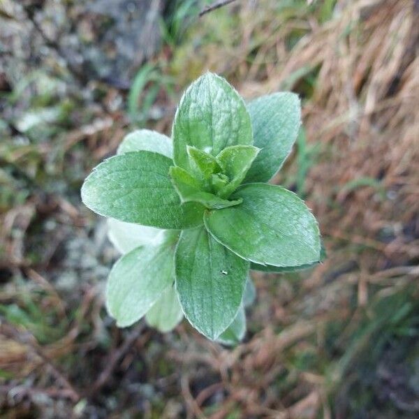 Psiadia Salaziana Plant Care & How to Grow, Water