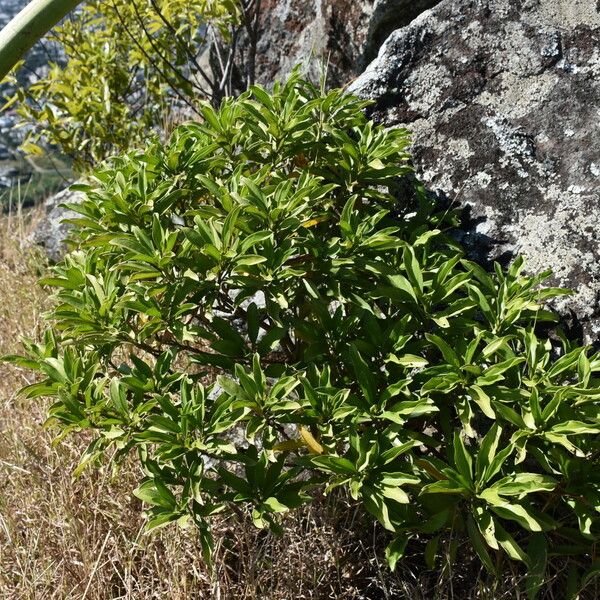 Psiadia Viscosa Plant Care & How to Grow, Water