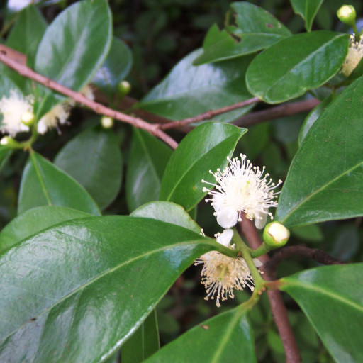 Strawberry Guava (Psidium Cattleianum) Plant Care & How to Grow, Water