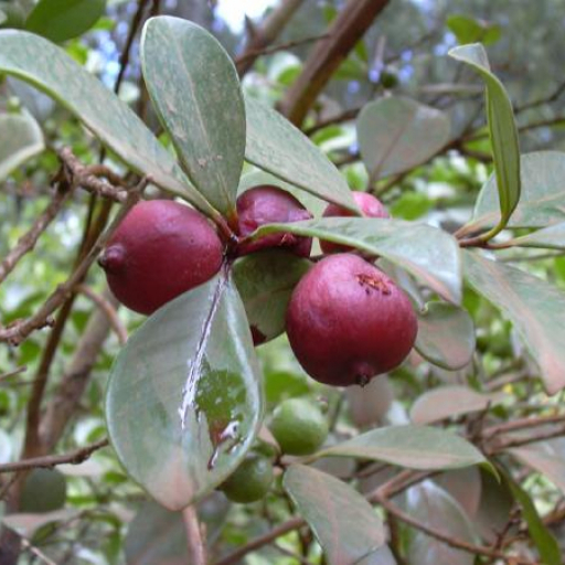 Strawberry-Guava (Psidium Cattleyanum) Plant Care & How to Grow, Water
