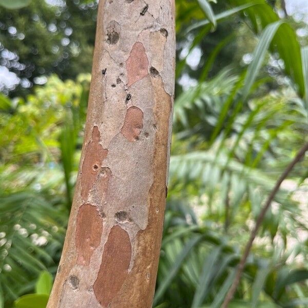 Psidium Densicomum Plant Care & How to Grow, Water