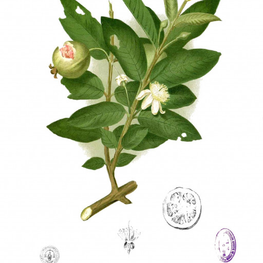 Guava (Psidium Guajava) Plant Care & How to Grow, Water