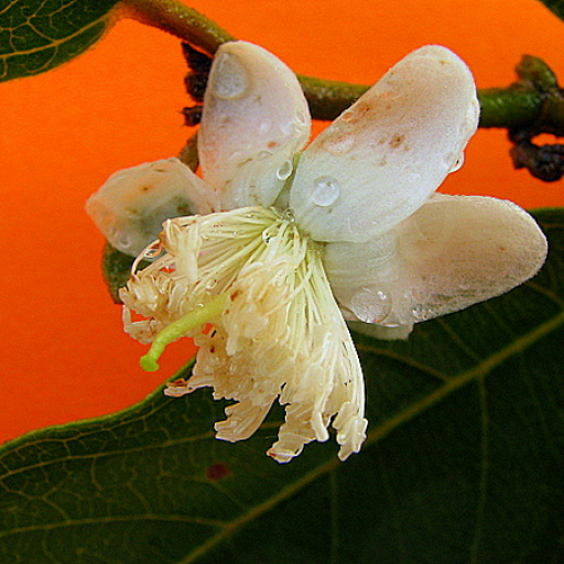 Brazilian Guava (Psidium Guineense) Plant Care & How to Grow, Water