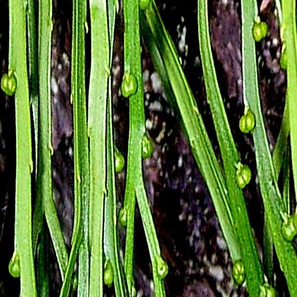 Flatfork Fern (Psilotum Complanatum) Plant Care & How to Grow, Water