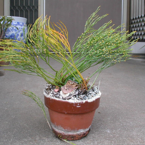 Skeleton Fork Fern (Psilotum Nudum) Plant Care & How to Grow, Water