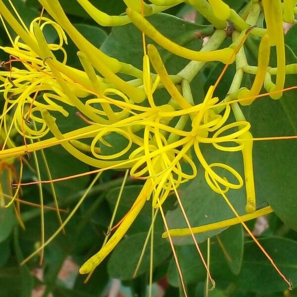 Psittacanthus Robustus Care Guide: Water, Soil & Propagation - Plantiary