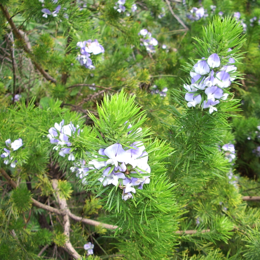 African Scurfpea (Psoralea Pinnata) Plant Care & How to Grow, Water
