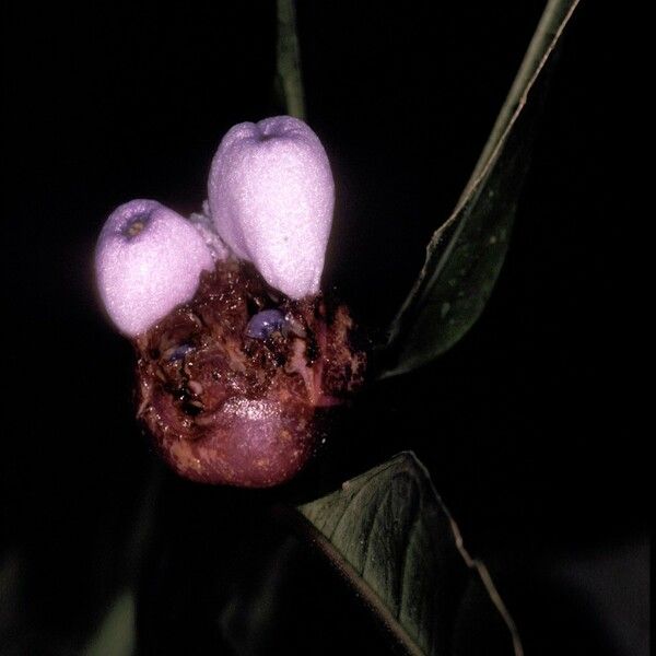 Psychotria Amplifolia Plant Care & How to Grow, Water